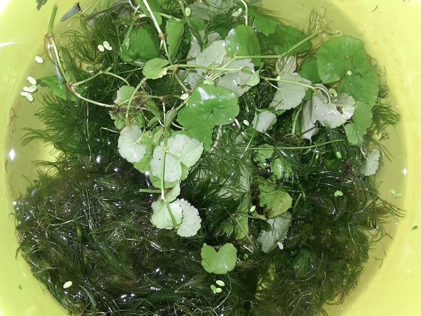 Аквариумная прополка отдам