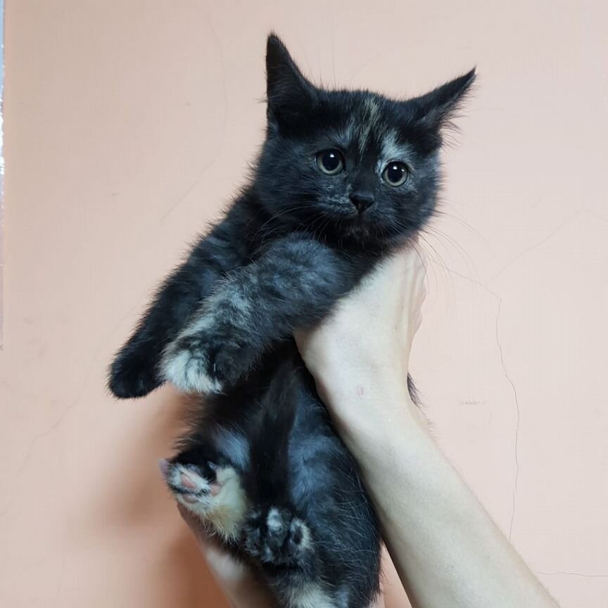 Котенок девочка в добрые руки