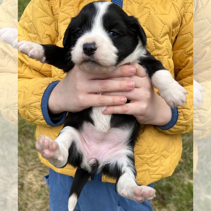 Русский охотничий спаниель, щенок