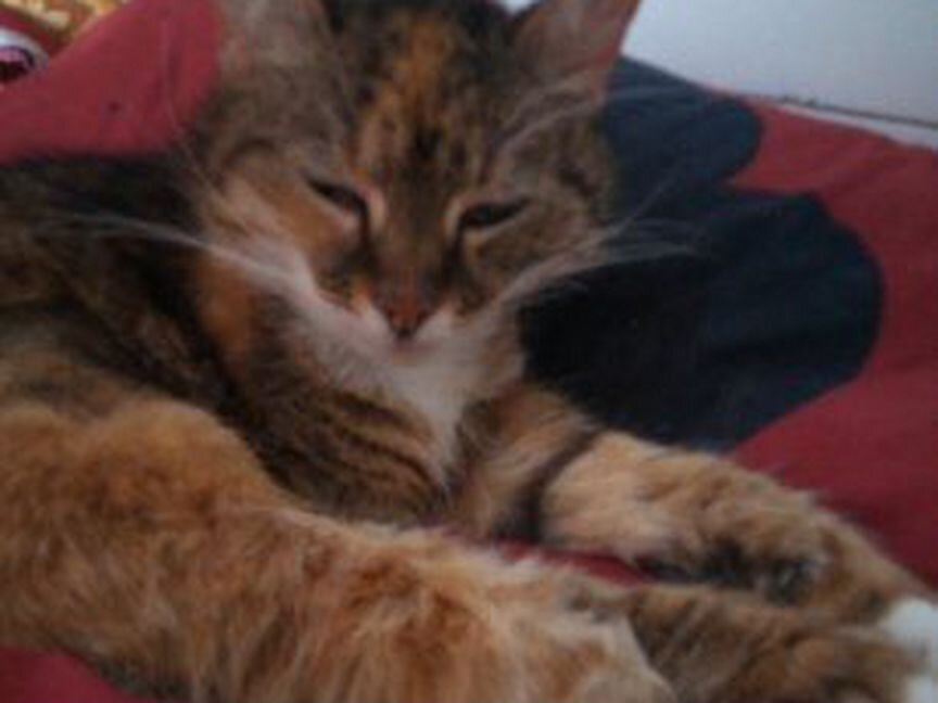 Кошка