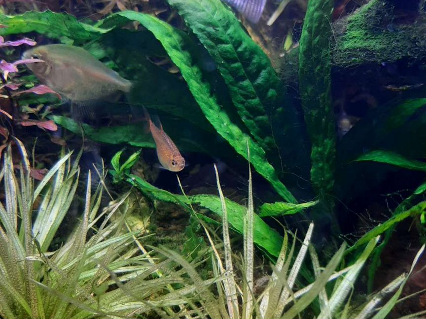 Рыбка тетра амано