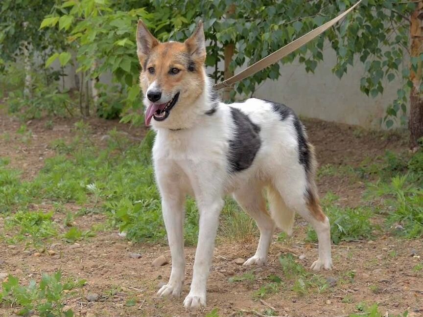 Милая собачка