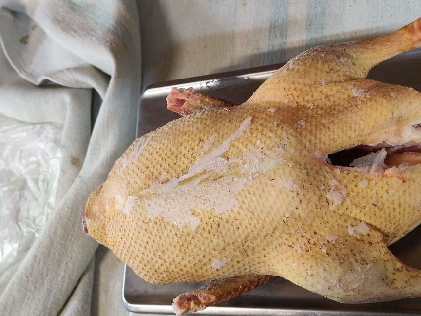 Утка стар 53