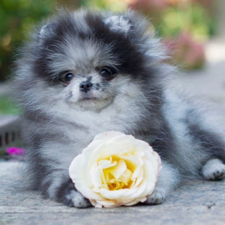 Померанский шпиц мини