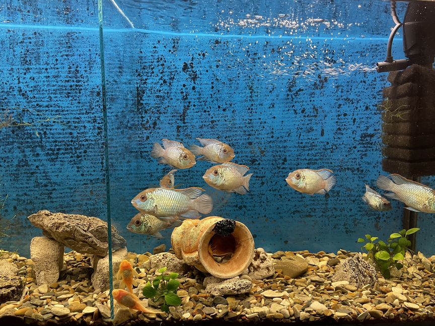 Рыбки Нанакара семейство цихлиды(неоновые)