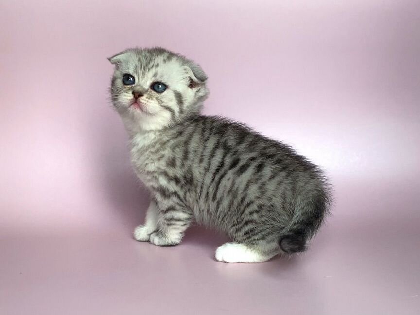 Шотландские котята вислоухие прямоухие