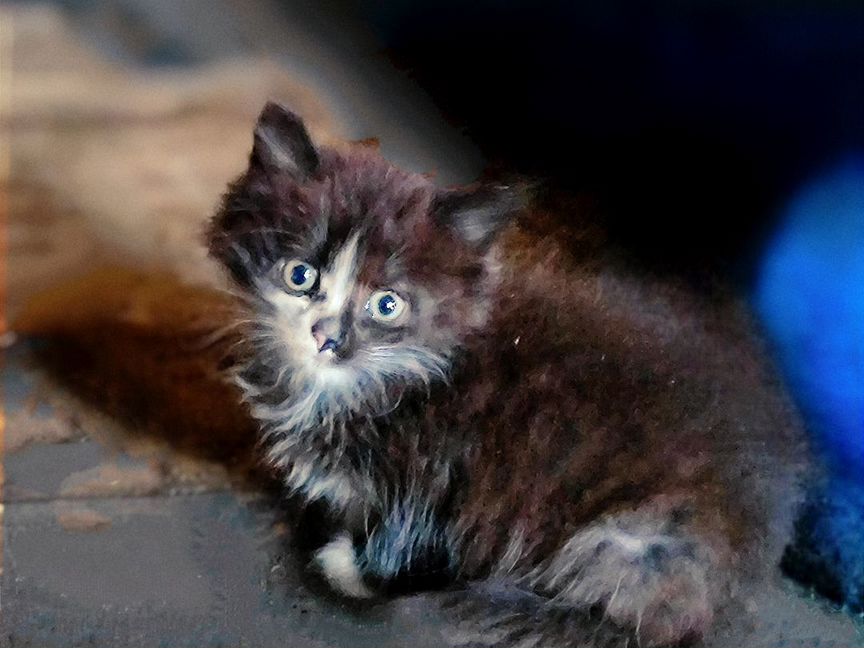 Кошка