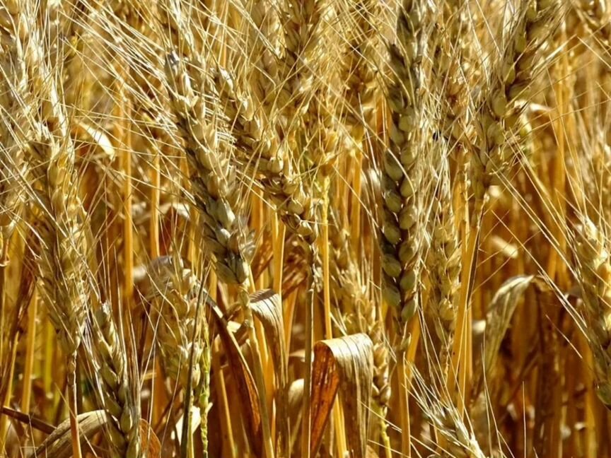 Зерно пшеница