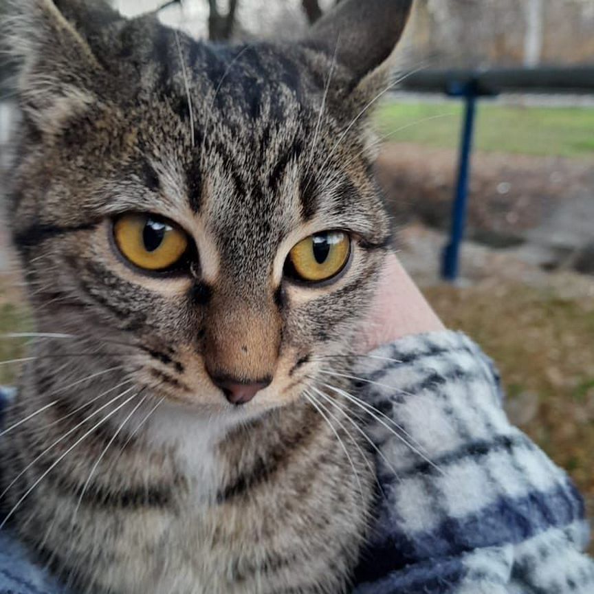 Кошка из горячей точки