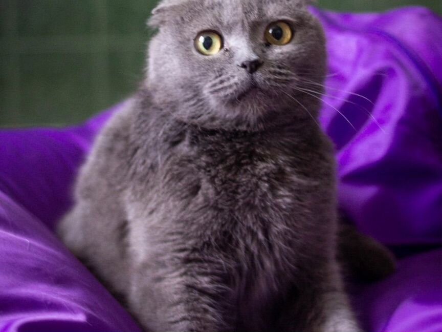 Котишки из приюта ждут человека