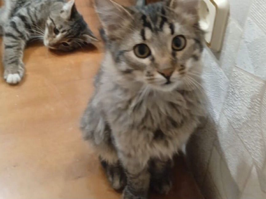 Котята 6 месяцев