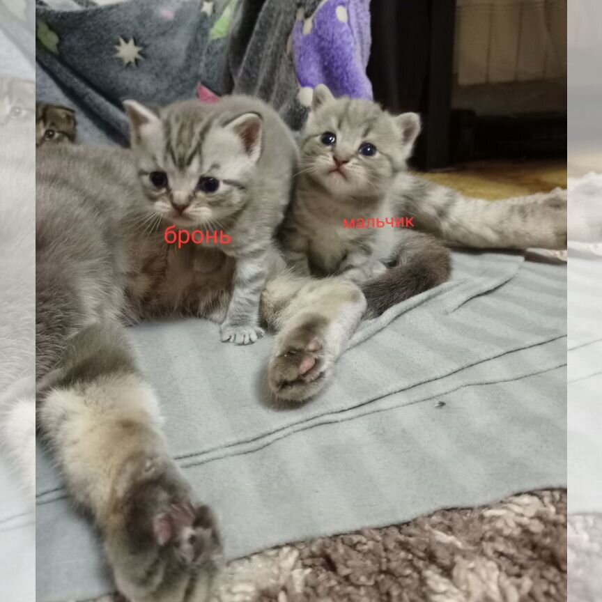 Шотландские котята