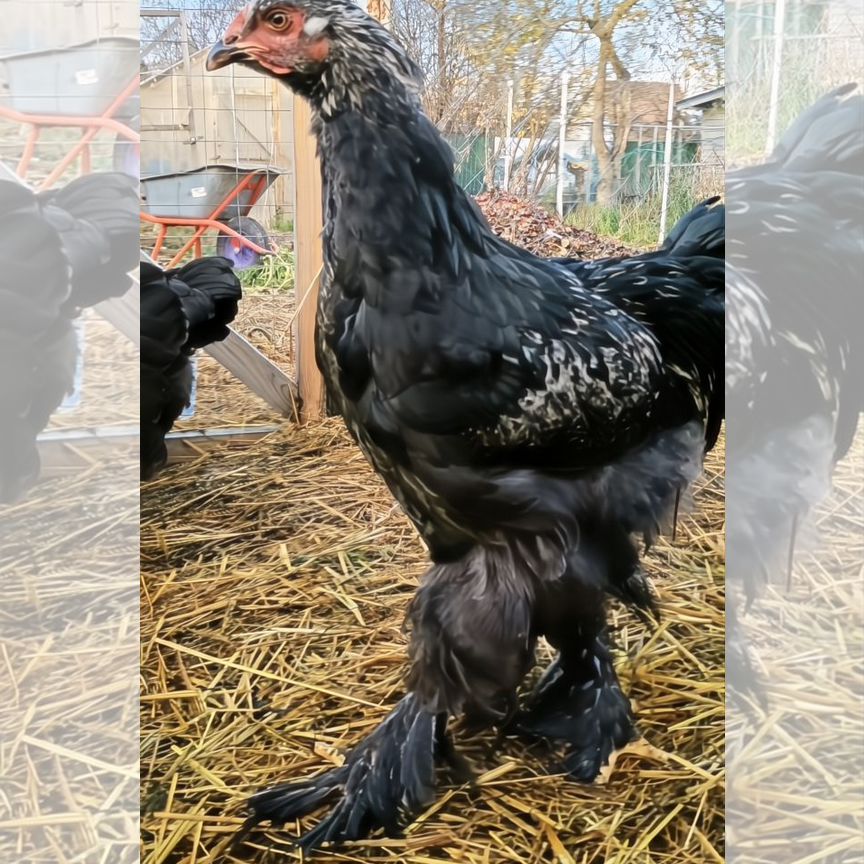 Продаются петухи породы Брама