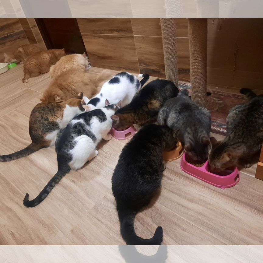 Ищут дом и ждут помощи неравнодушных людей кошки