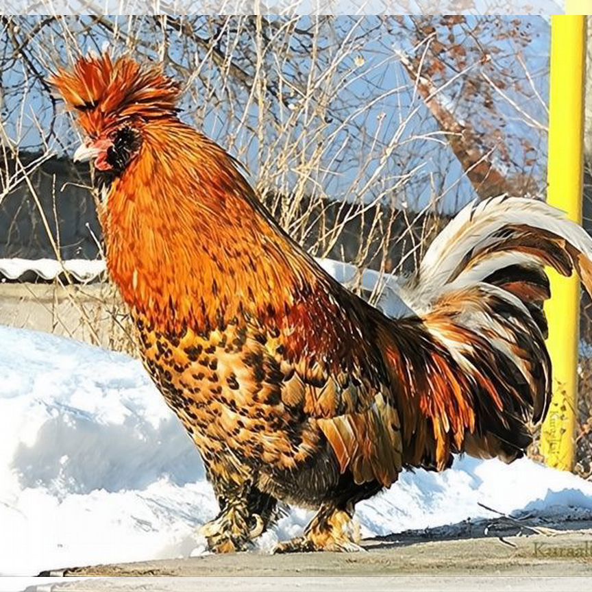 Петух Павловский Золото взрослый