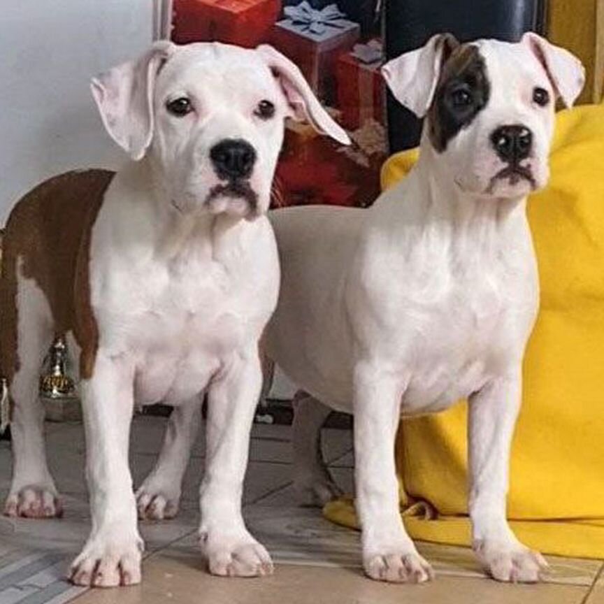 Американский стаффордширский терьер, щенок