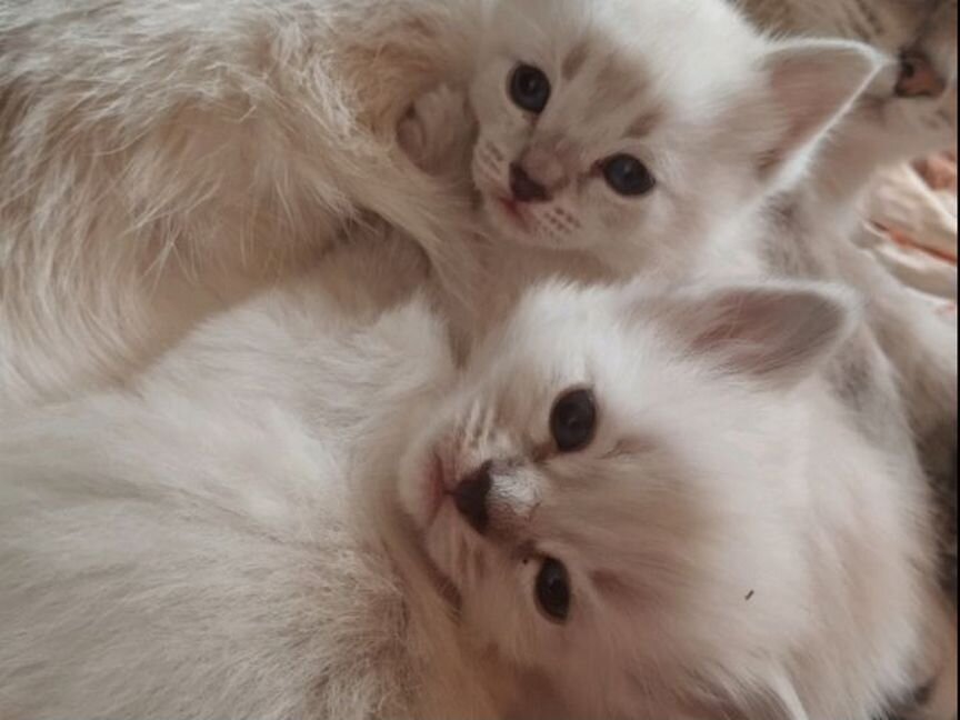 Тайские котята