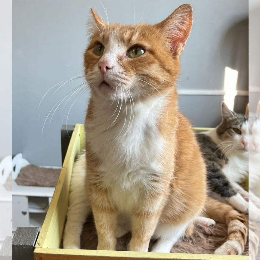 Отдадим котика