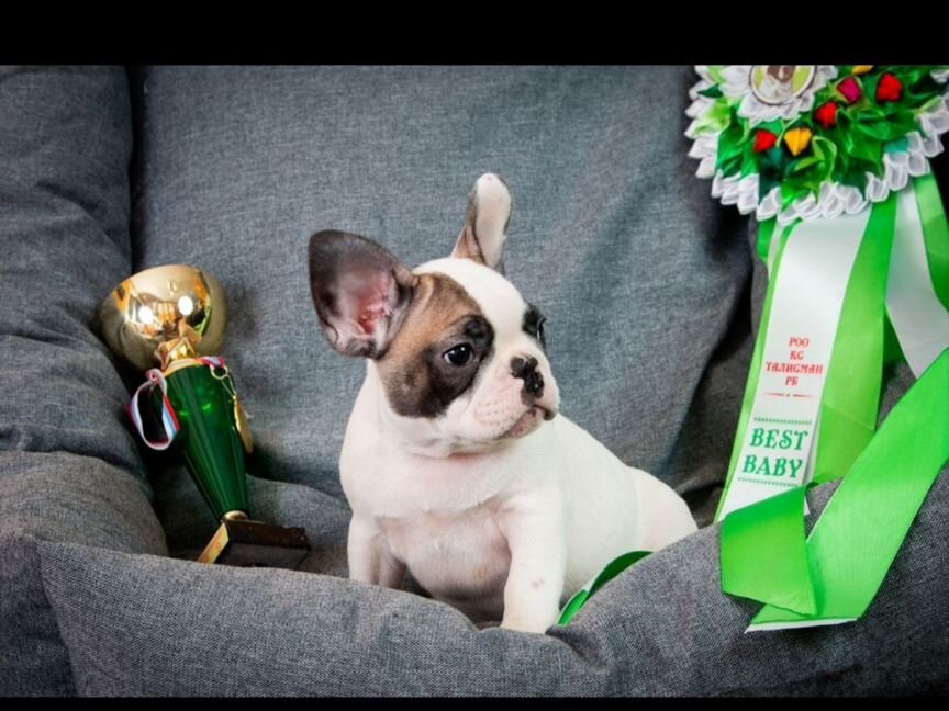 Французский бульдог щенки