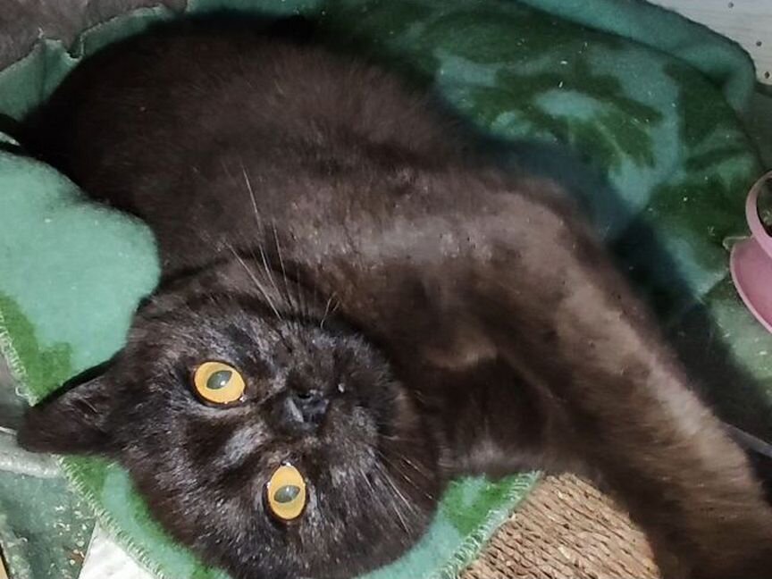 Котик 4 месяца