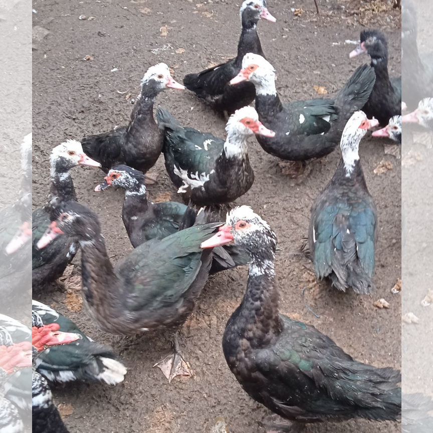 Продам семью индоуток