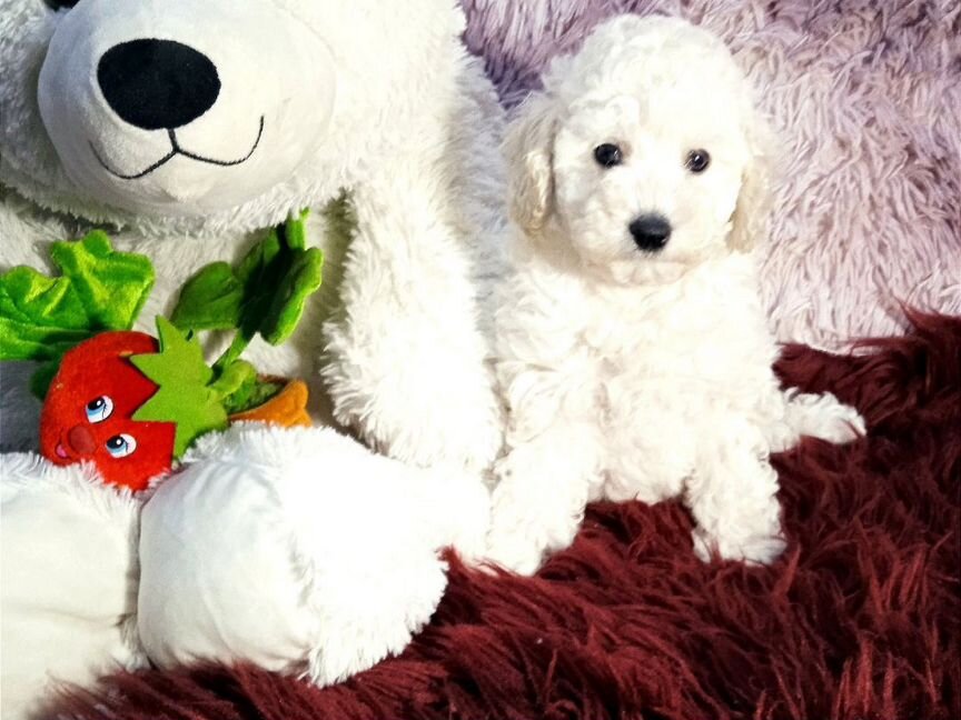 Белые пудельки