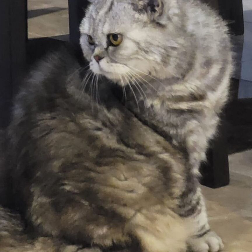 Кошка в хорошие руки