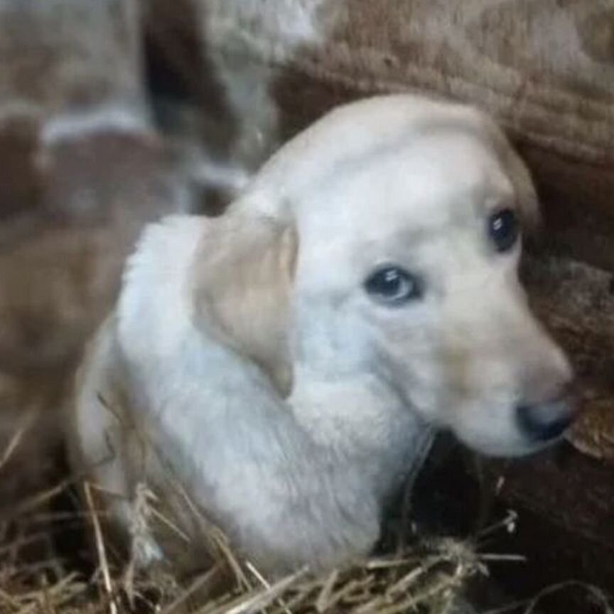 Взрослая собака в добрые руки