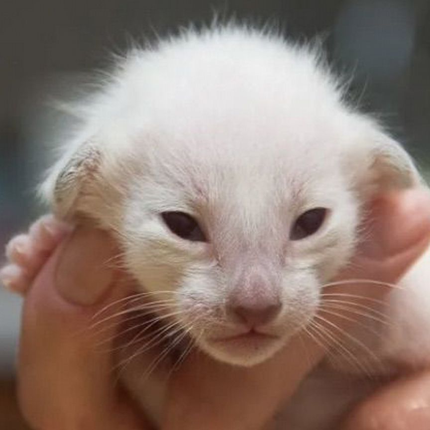 Ориентальные котята