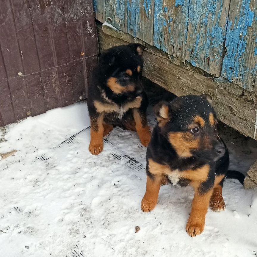 Отдам в добрые руки двух щенят, девочки, 3 месяца