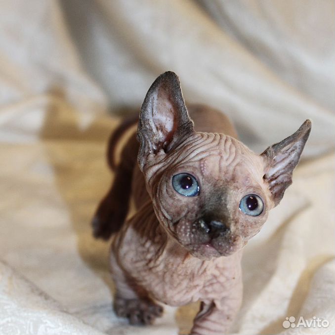 Котята Двэльф и Бамбино