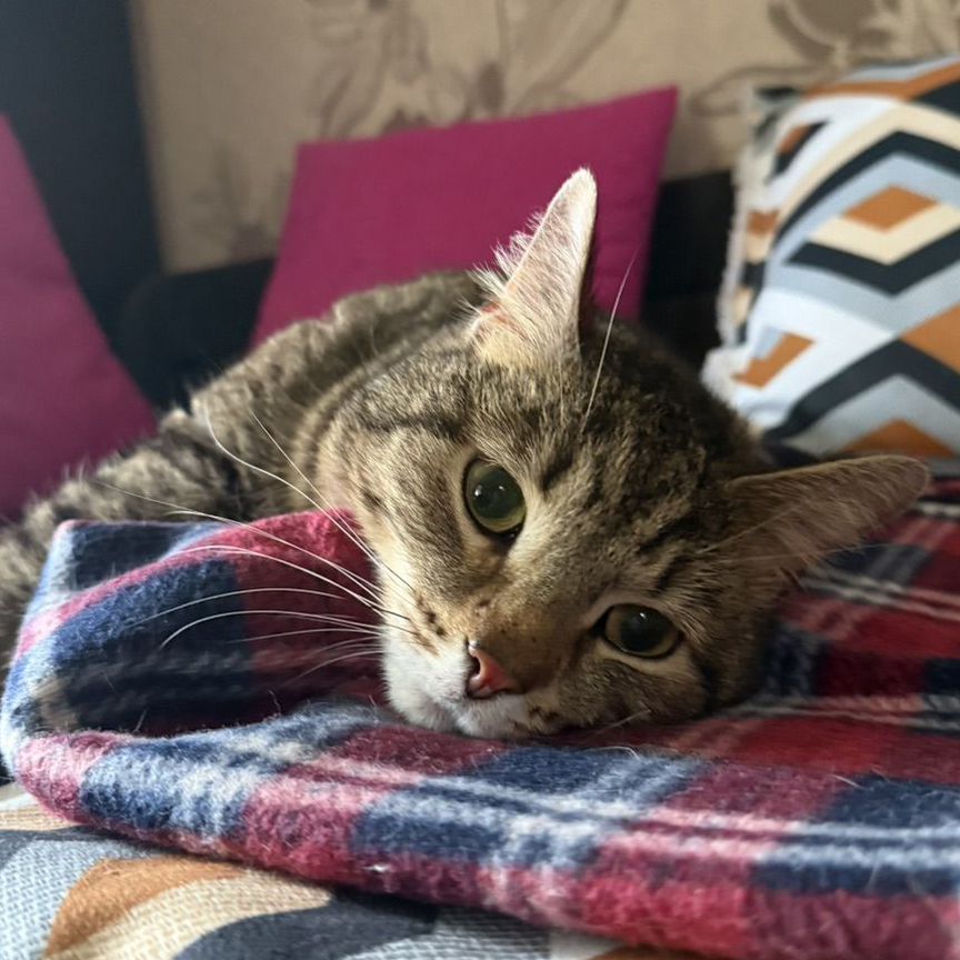 Кошечка в добрые руки
