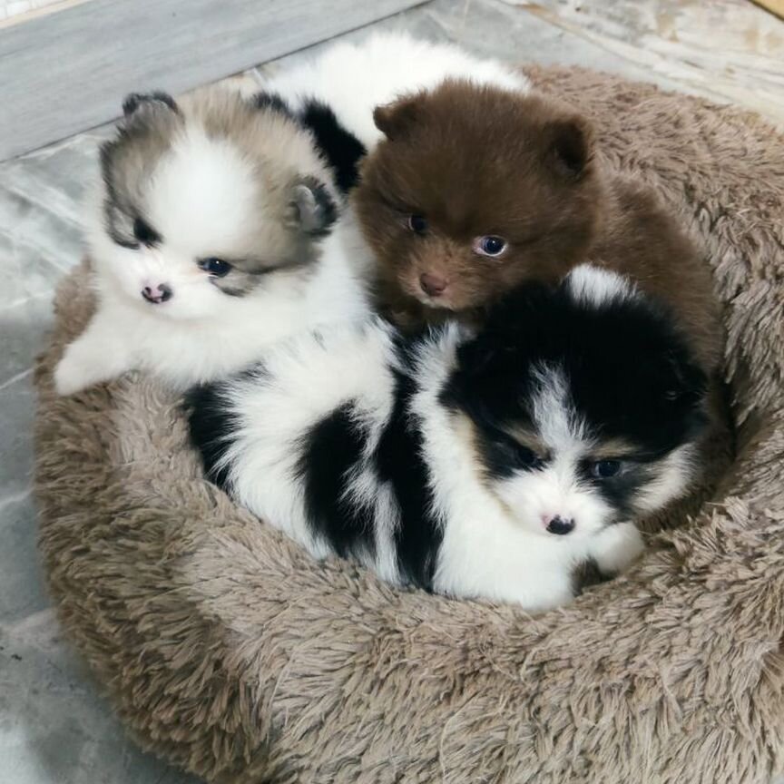 Померанский шпиц, щенок