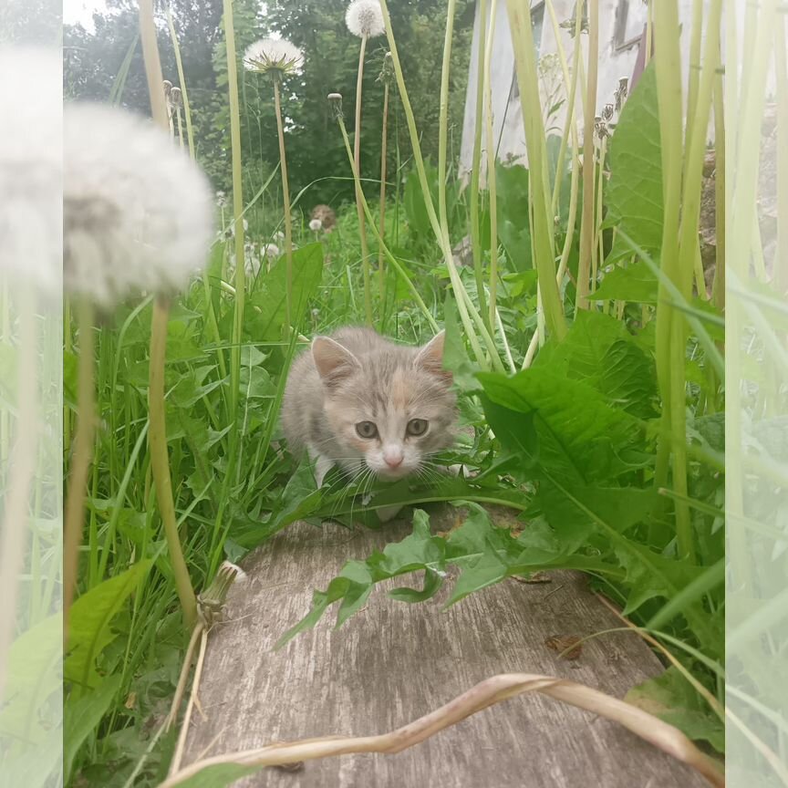 Котята в добрые руки. Серая девочка