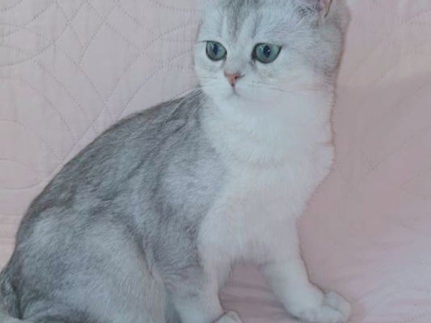 Серебристая шиншилла