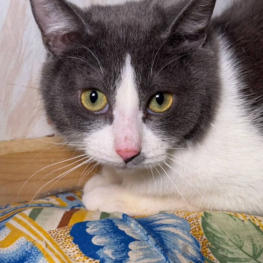 Кошки в добрые руки