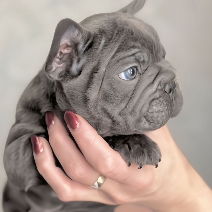 Французский бульдог, щенок