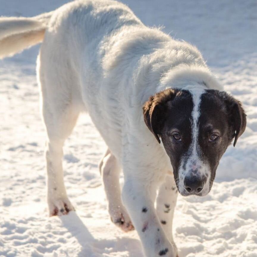 Щенок в добрые руки