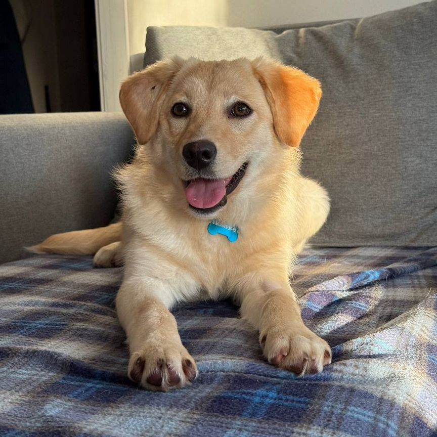 Щенок в добрые руки