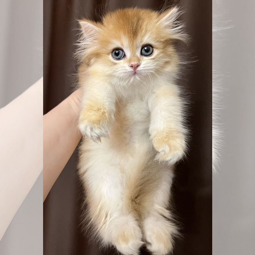 Британский длинношёрстный котёнок