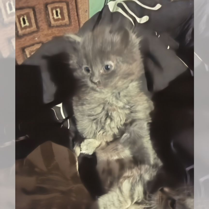 Котёнок в добрые руки