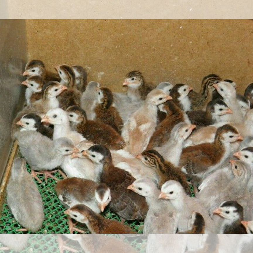 Цесарята суточные