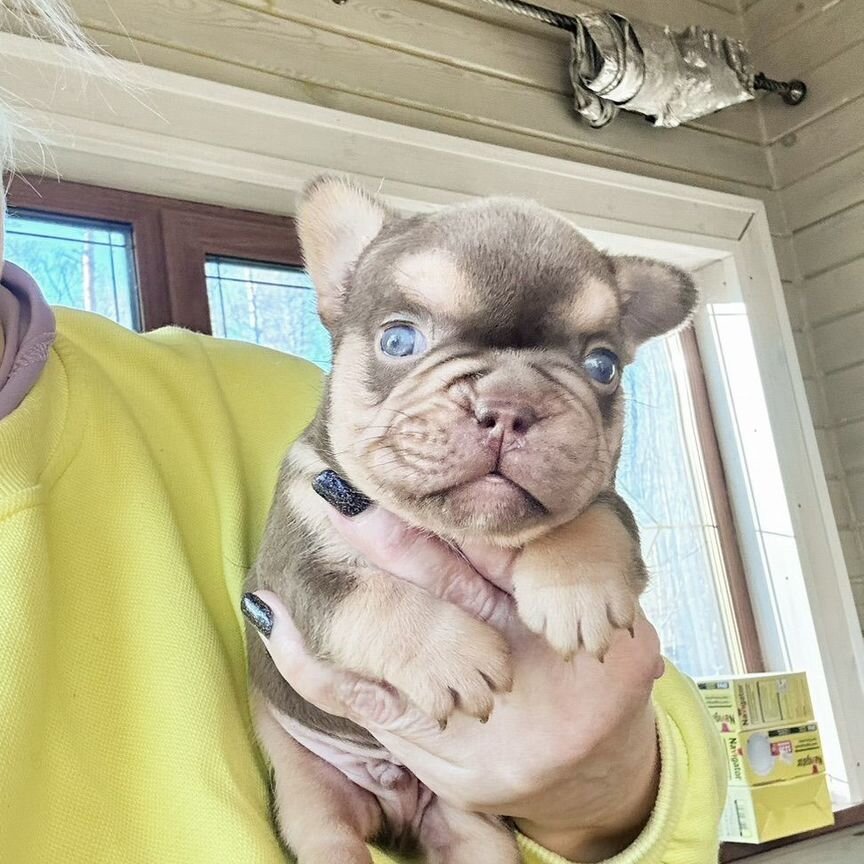 Французский бульдог