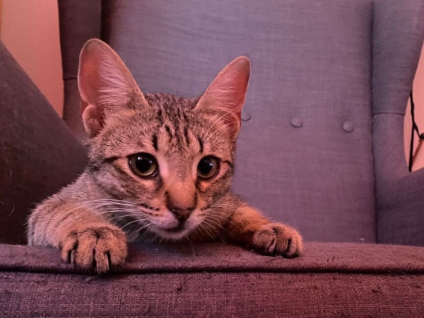 Котенок Пиксель ищет дом