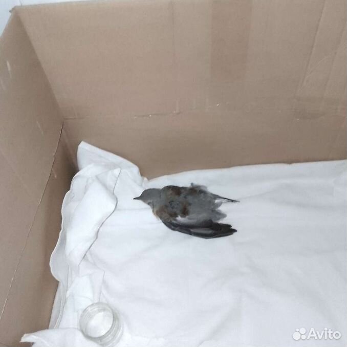 Птенец дрозда