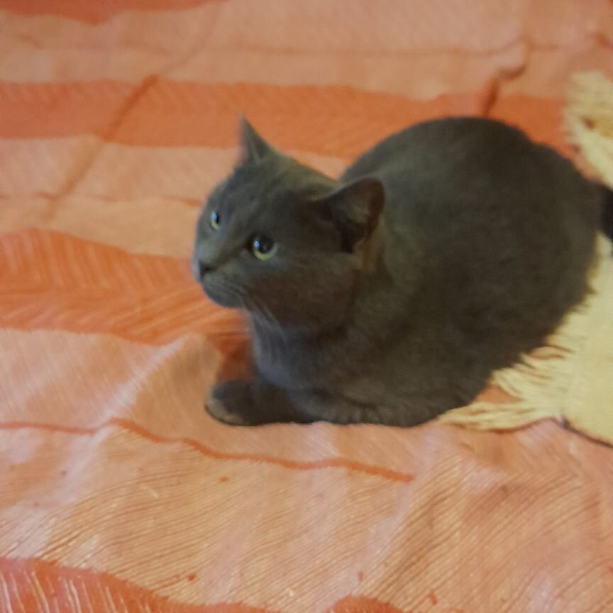 Молодая кошечка, Британка, стерильна, 8мес