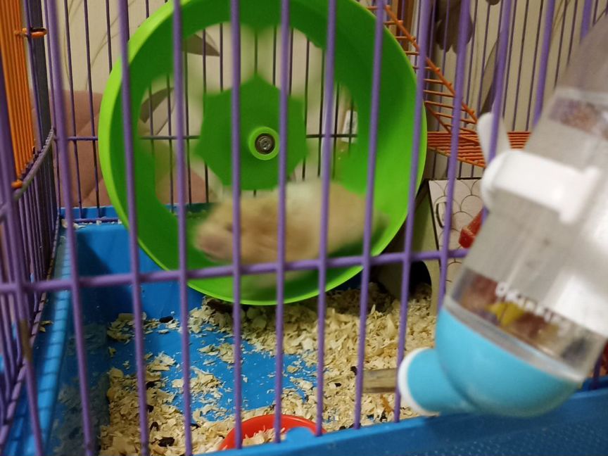 Продам колесо для бурундука, или хомяка