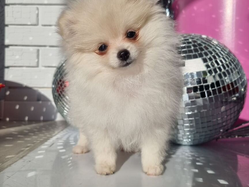 Померанский шпиц