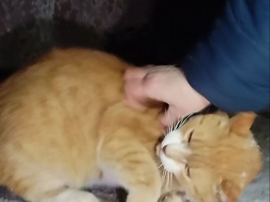 Солнечный котик
