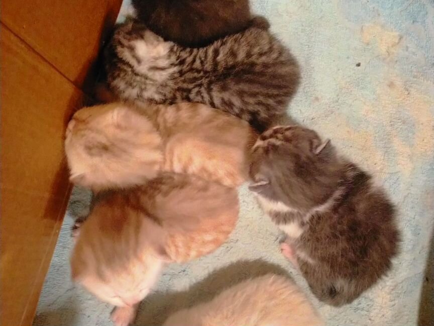 Шотландская кошка